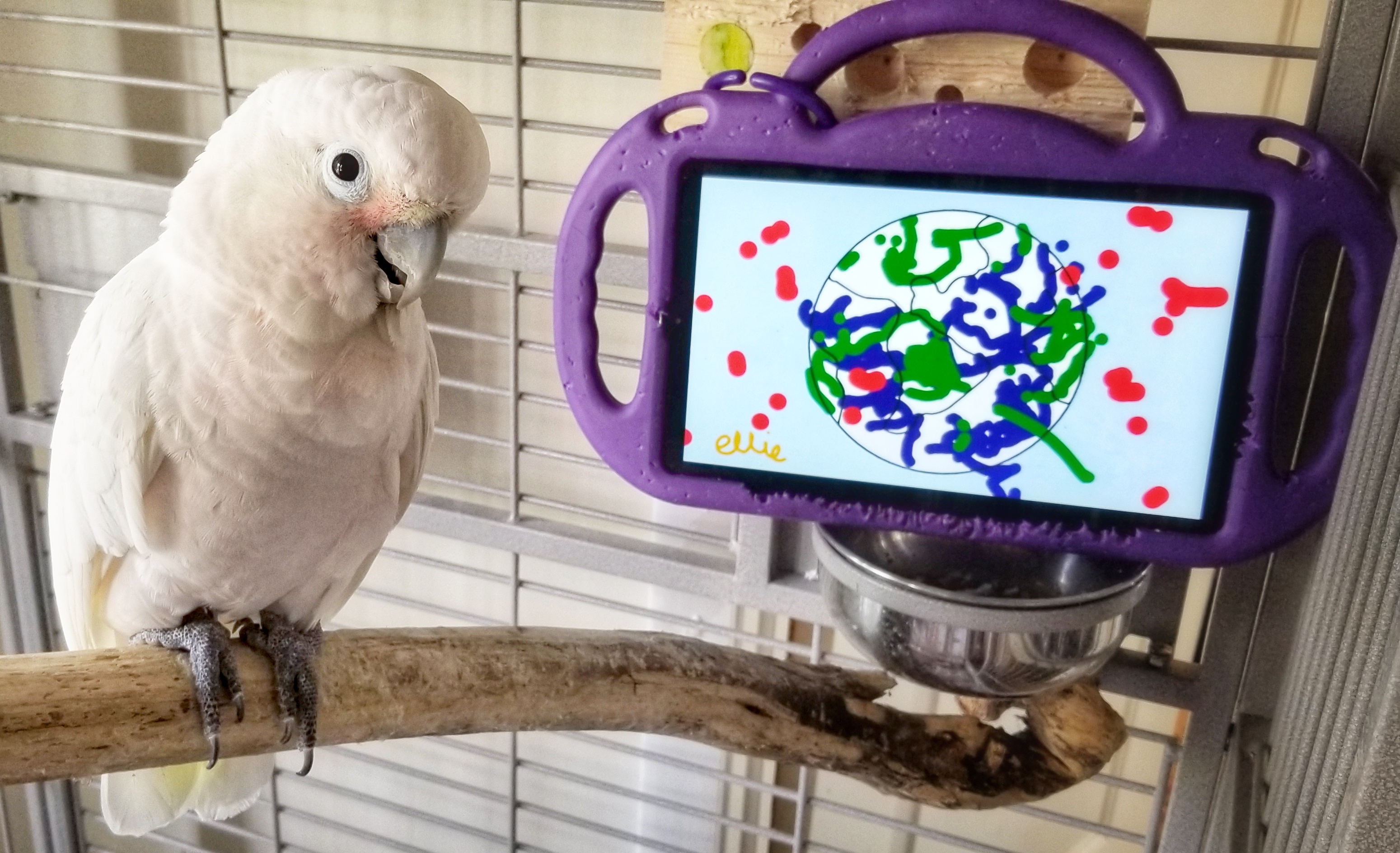 How to Train Birds to Use Tablets: An Interview with Jennifer Cunha ...