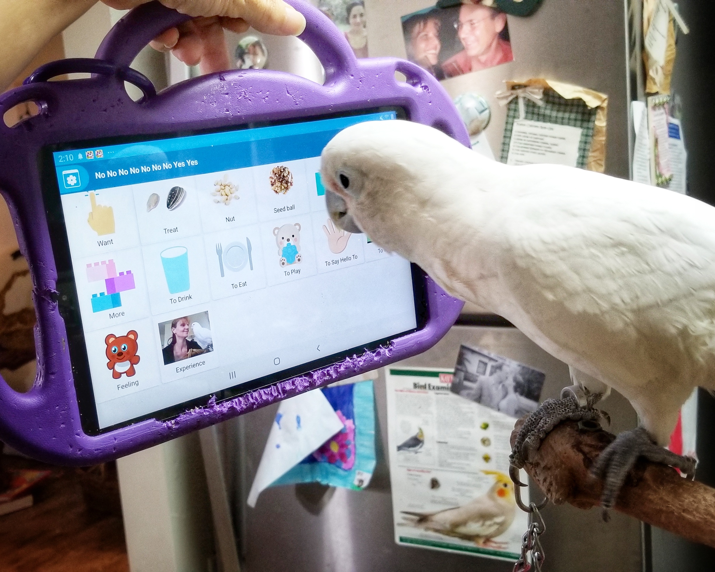 How to Train Birds to Use Tablets: An Interview with Jennifer Cunha ...