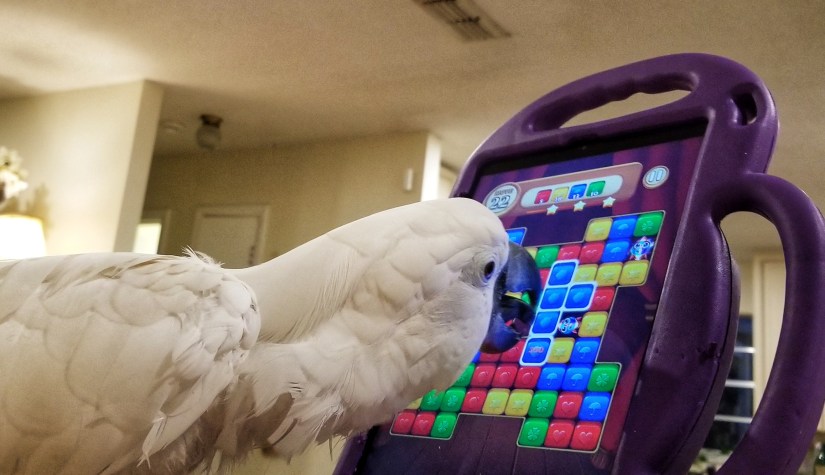 How to Train Birds to Use Tablets: An Interview with Jennifer Cunha ...