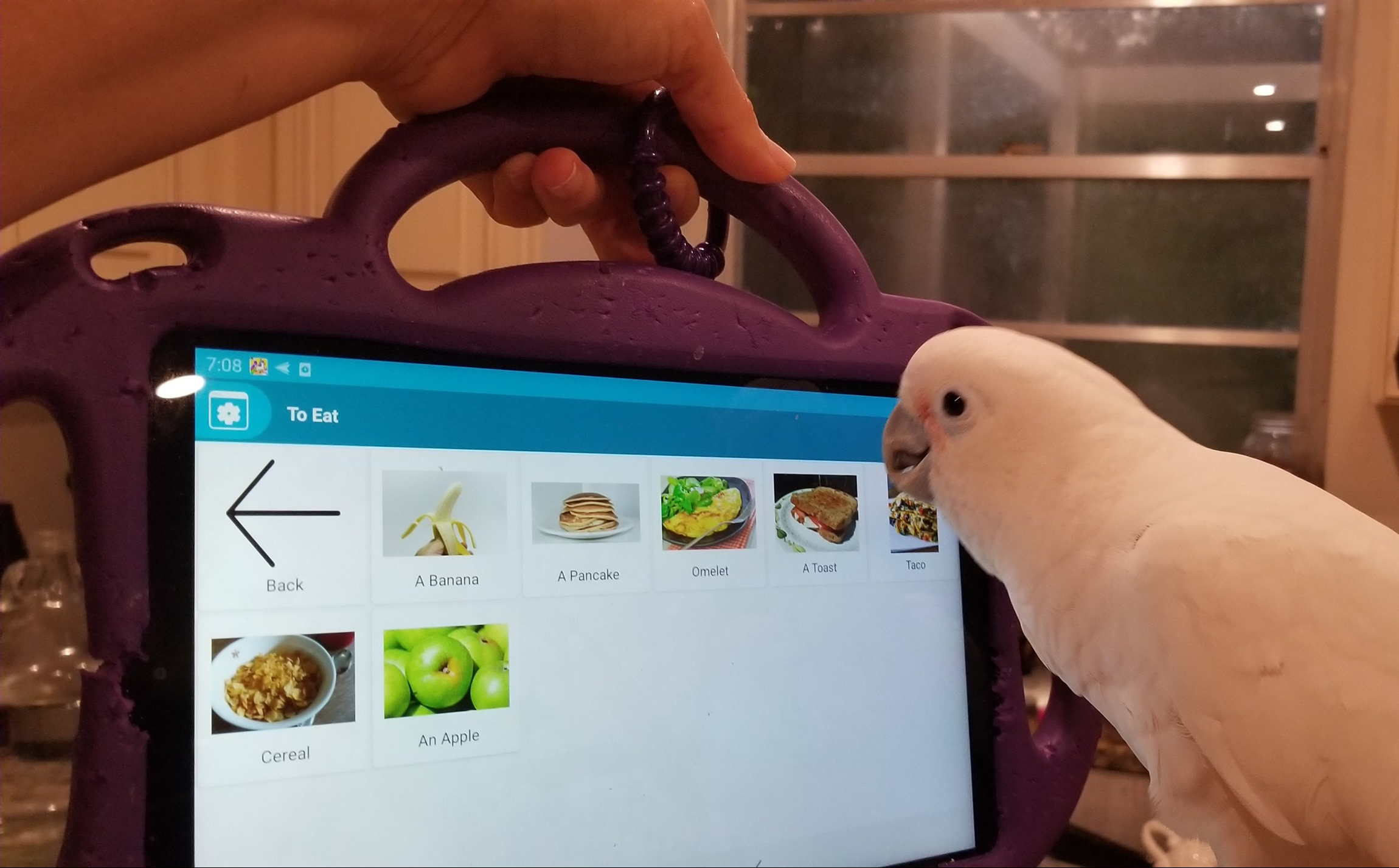 How to Train Birds to Use Tablets: An Interview with Jennifer Cunha ...