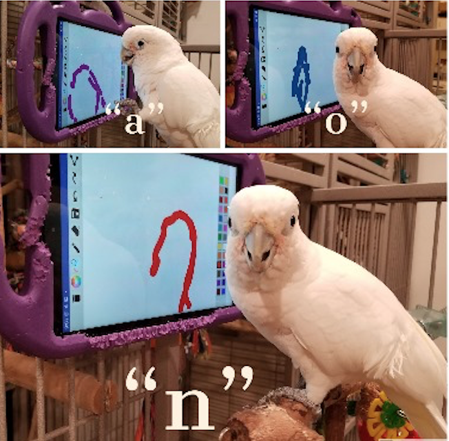 How to Train Birds to Use Tablets: An Interview with Jennifer Cunha ...